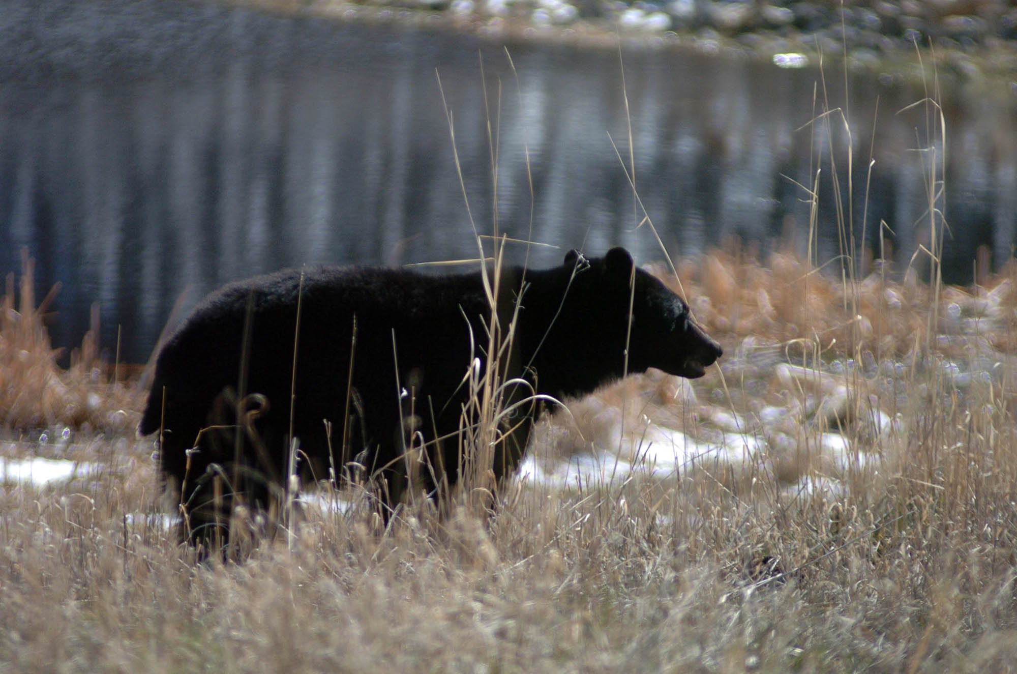Yellowstone bear interrupts reporter's bear-safety interview ...