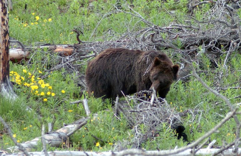 Grizzly bears leaving dens across Yellowstone and Grand Teton area ...