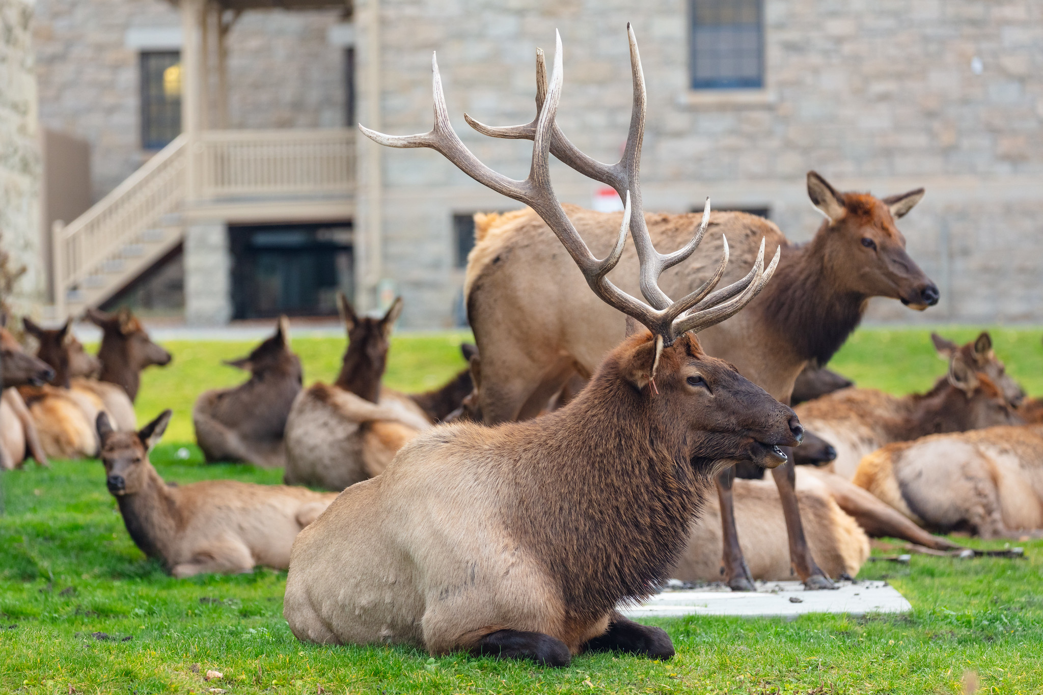 Visitors advised to give elk space during mating season - Yellowstone Gate