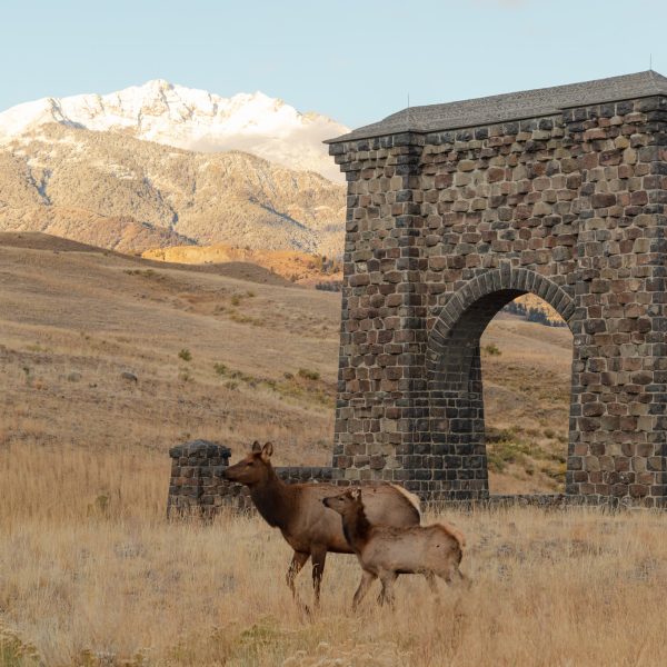 Homepage - Yellowstone Gate